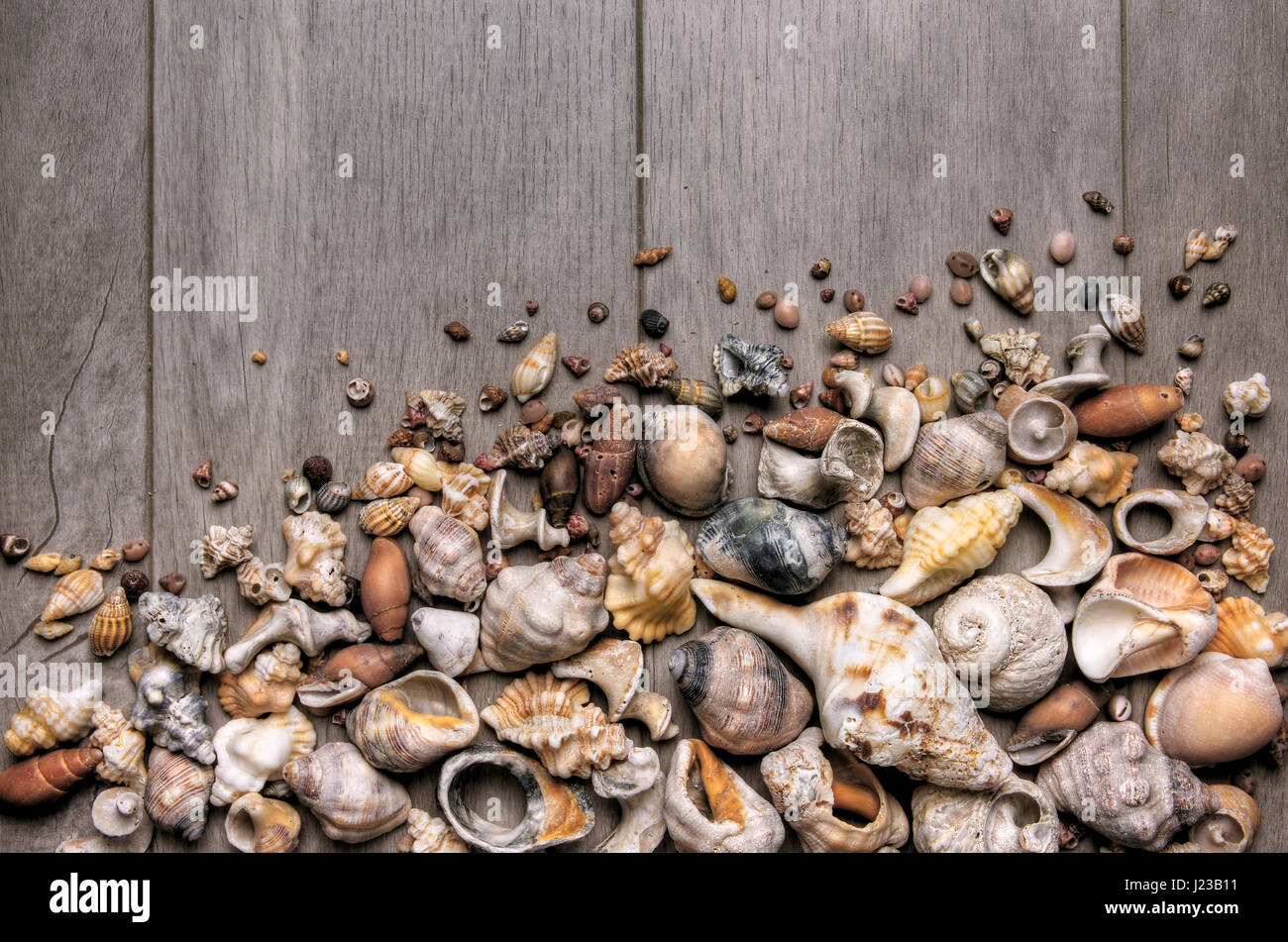 Large group of conchs and shells over a wooden background Stock Photo ...