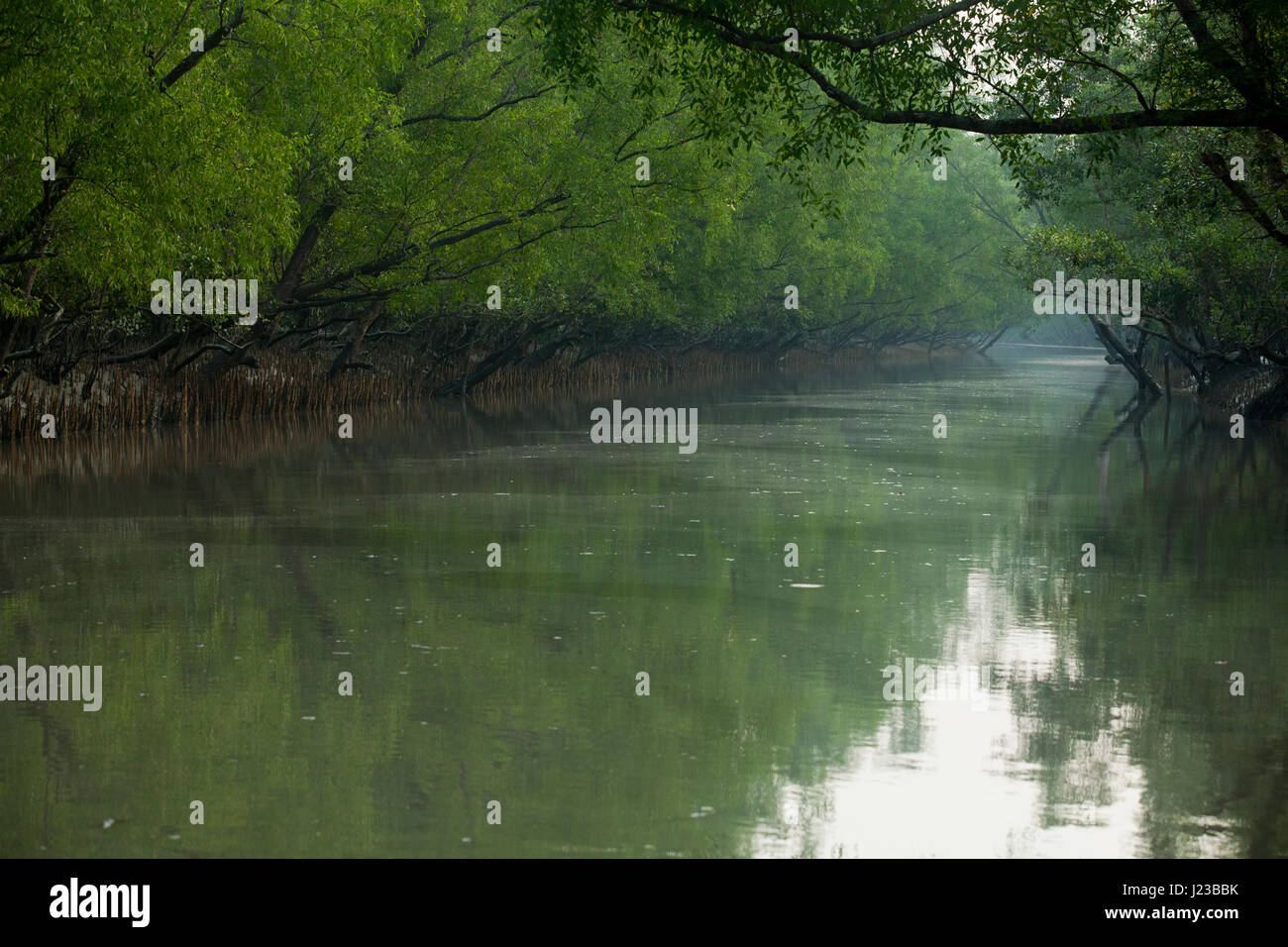 View of the Sundarbans, a UNESCO World Heritage Site and a wildlife ...