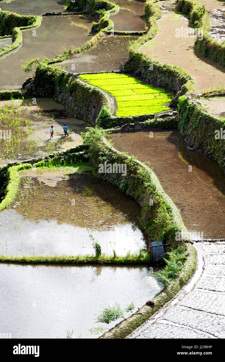 blur in philippines terrace field for coultivation of rice from banaue ...