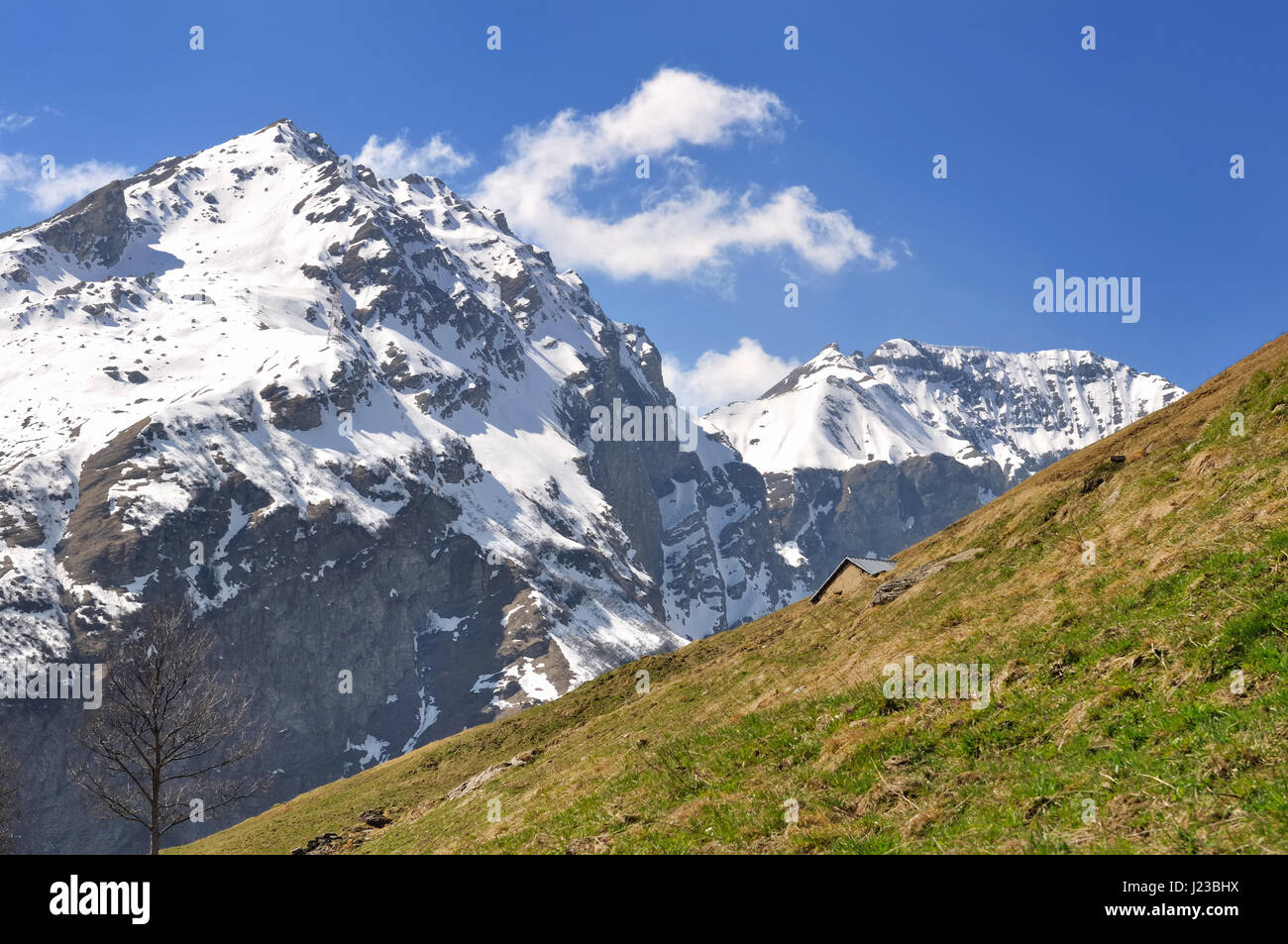 snowy peak mountain behind meadow in spring Stock Photo - Alamy