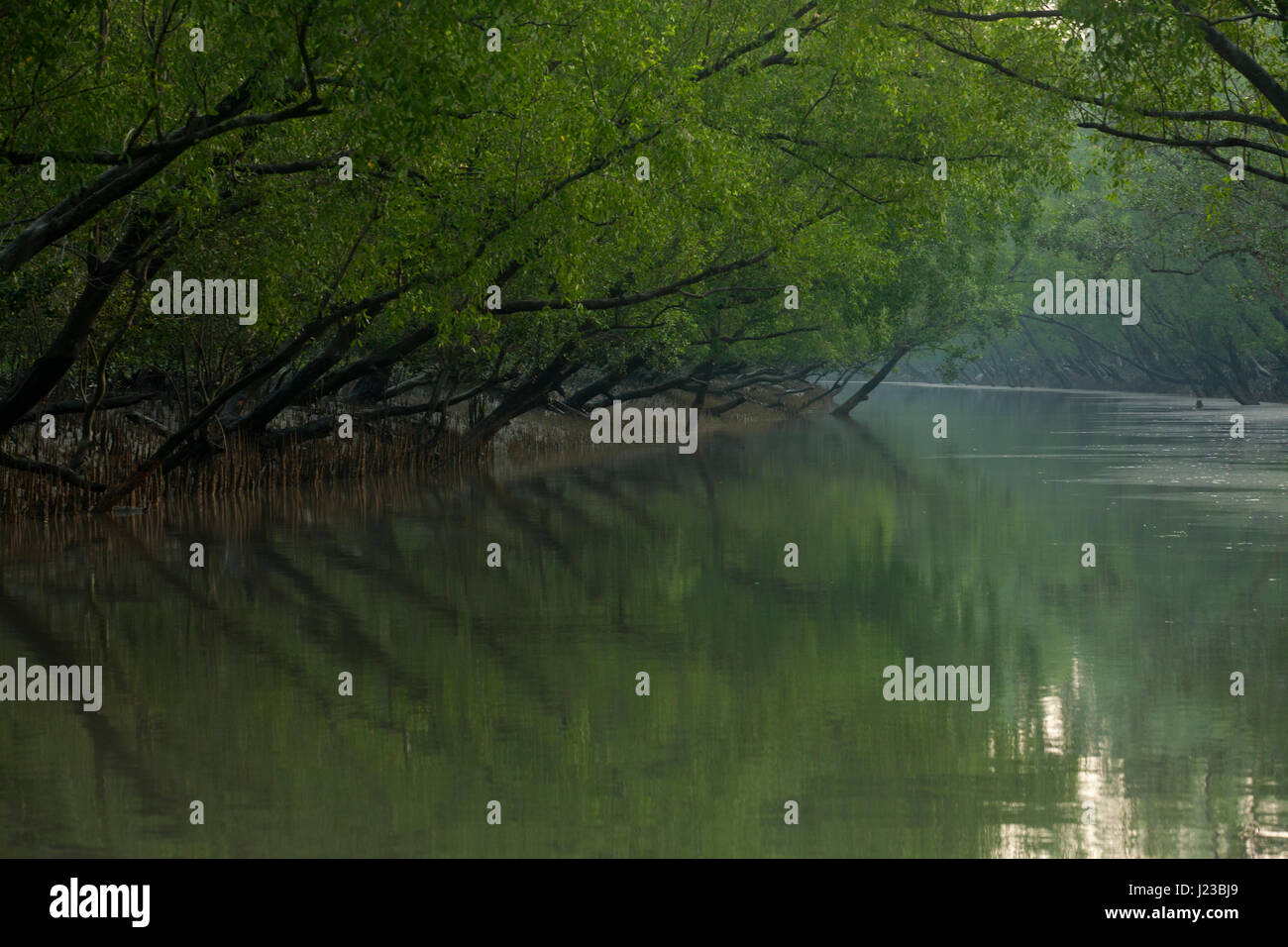 View of the Sundarbans, a UNESCO World Heritage Site and a wildlife ...