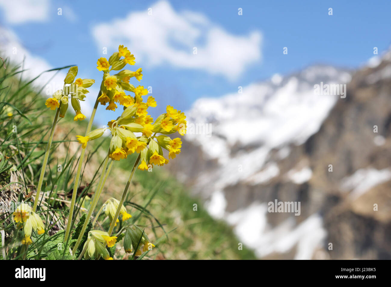 yellow wild spring flowers in a meadow in front of the mountain Stock ...