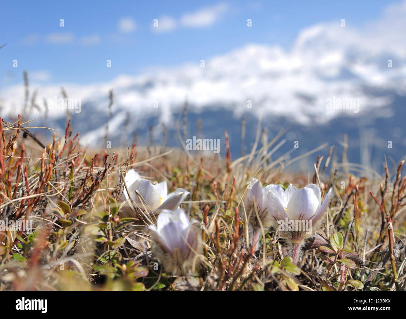 pretty spring flowers in a meadow in front of snowy mountain Stock ...