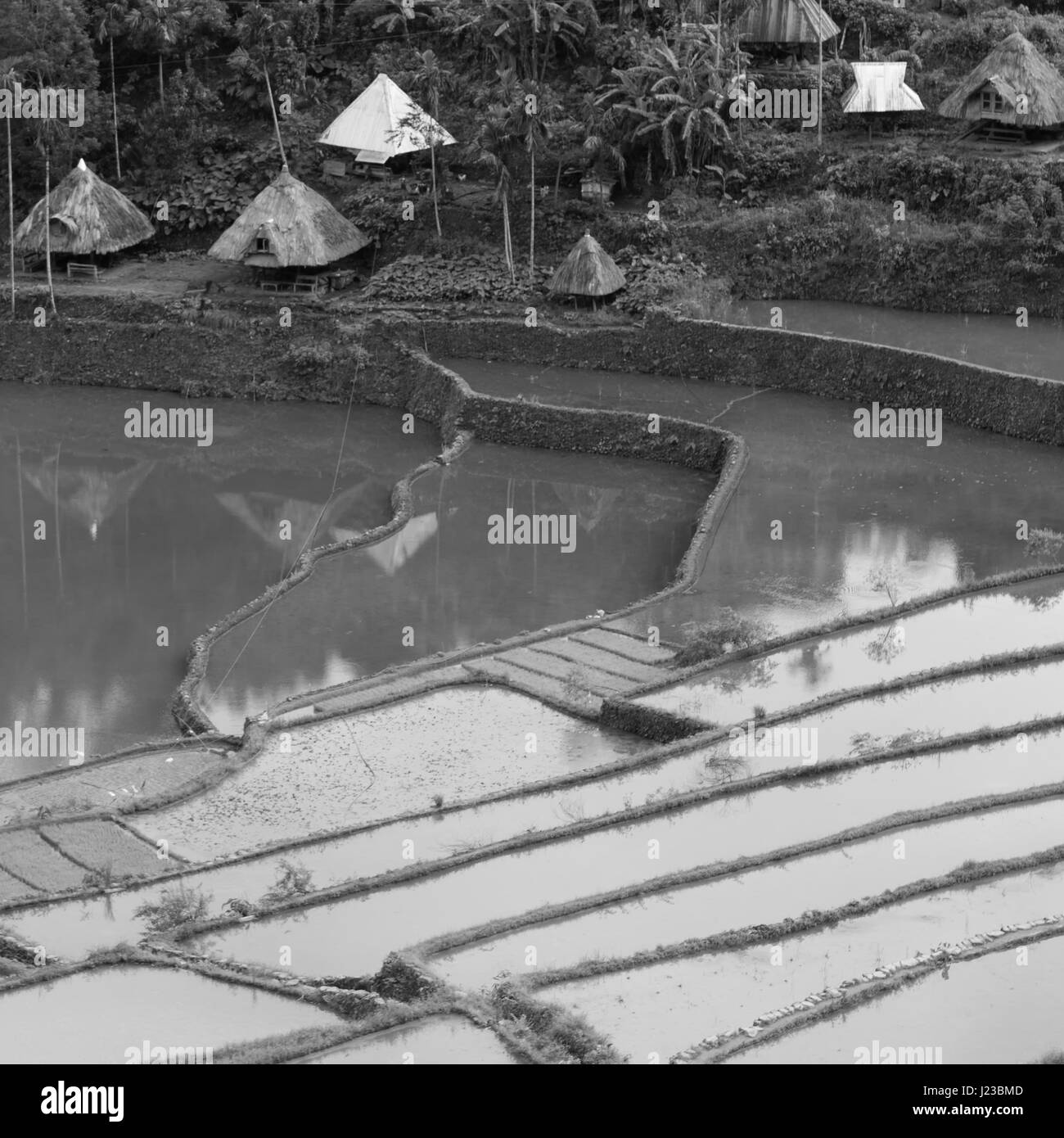 blur in philippines terrace field for coultivation of rice from banaue ...
