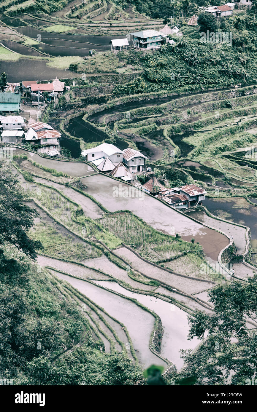 blur in philippines terrace field for coultivation of rice from banaue ...