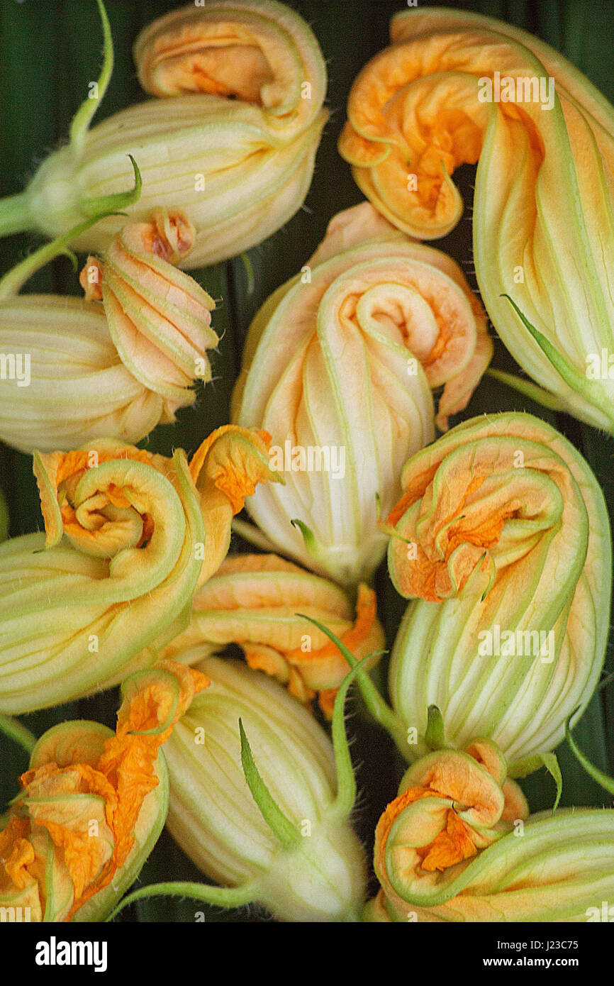 close up flower of a pumpkin, pumpkin flower Stock Photo - Alamy