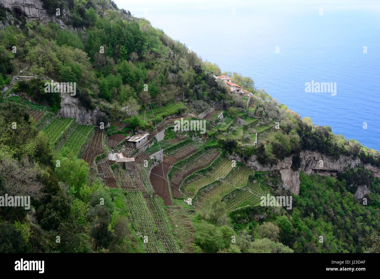 Wine vineyard terrace terraces on limestone cliffs Amalfi Coast ...