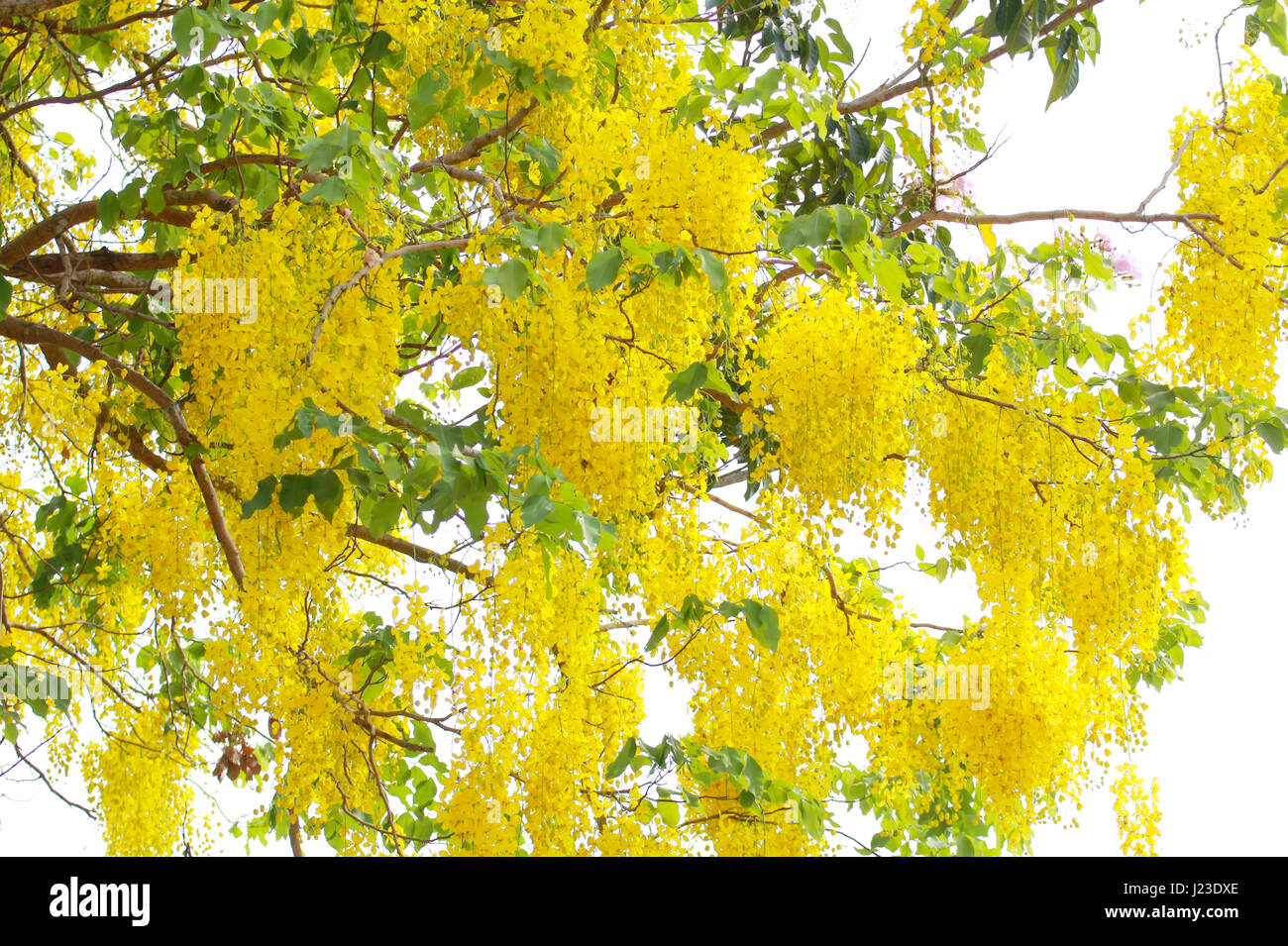Beautiful flower of cassia fistula amaltas tree hi-res stock photography and images - Alamy