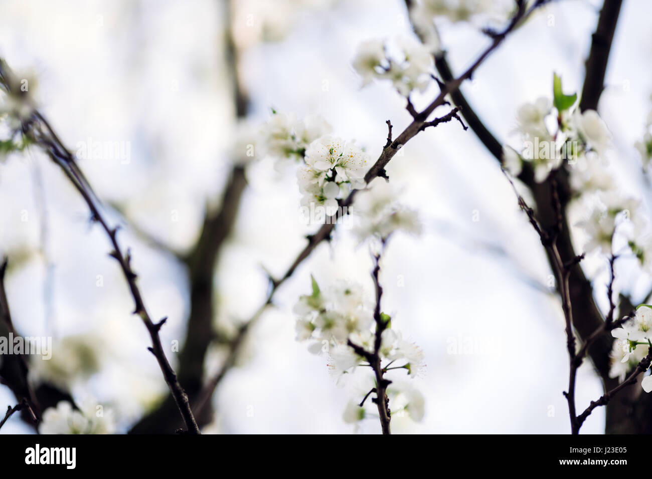 Chery trees hi-res stock photography and images - Alamy
