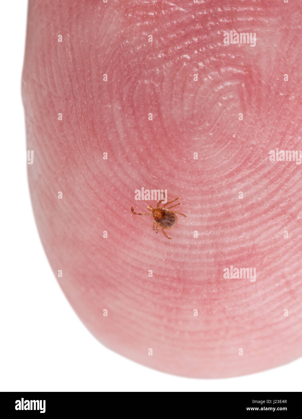 Blacklegged tick - nymph or larva stage of the black legged eastern ...