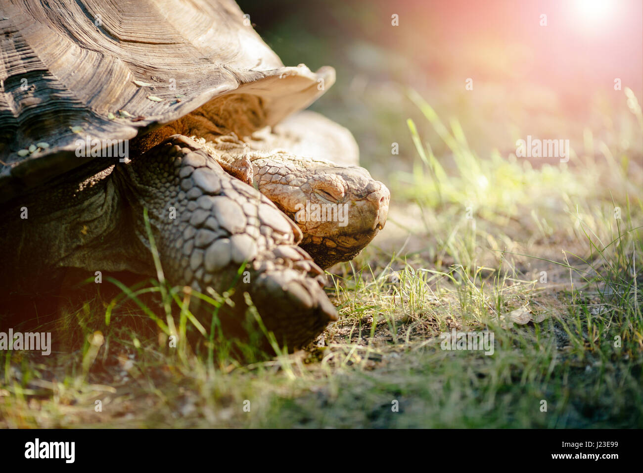 Turtle outdoors crawling on ground Stock Photo - Alamy