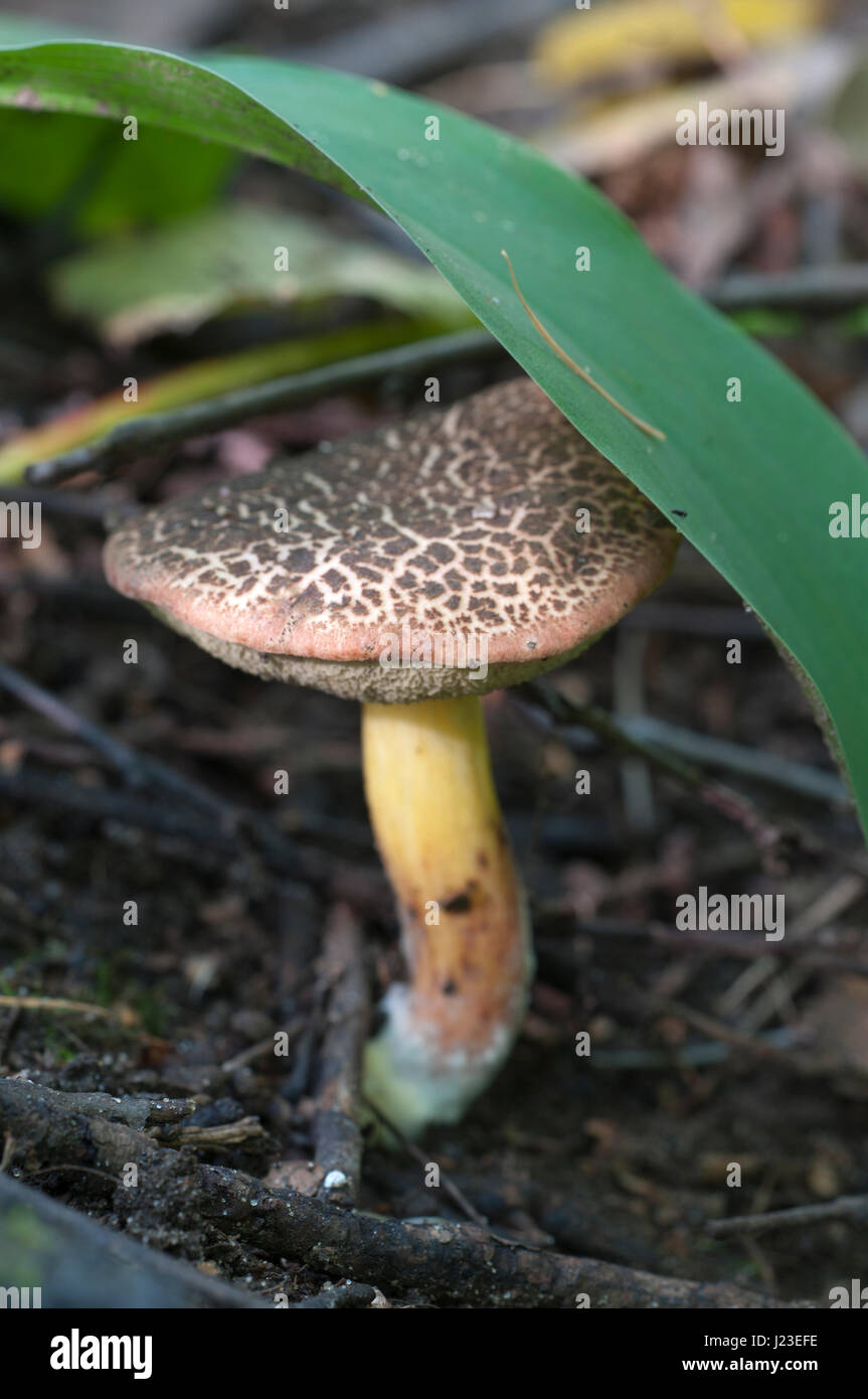 Red cracking bolete xerocomus chrysenteron hi-res stock photography and ...