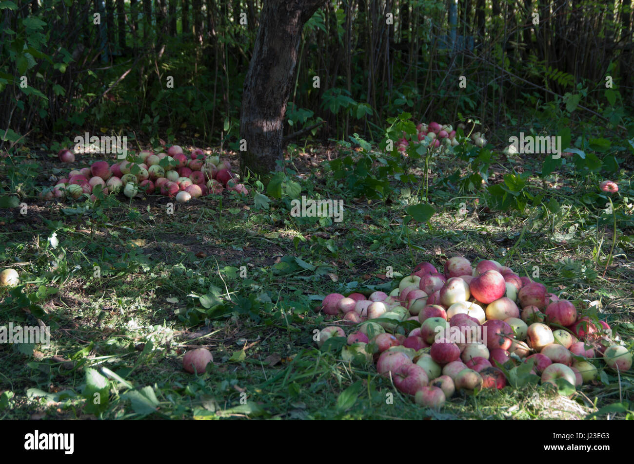 Rotten apple under tree hi-res stock photography and images - Alamy