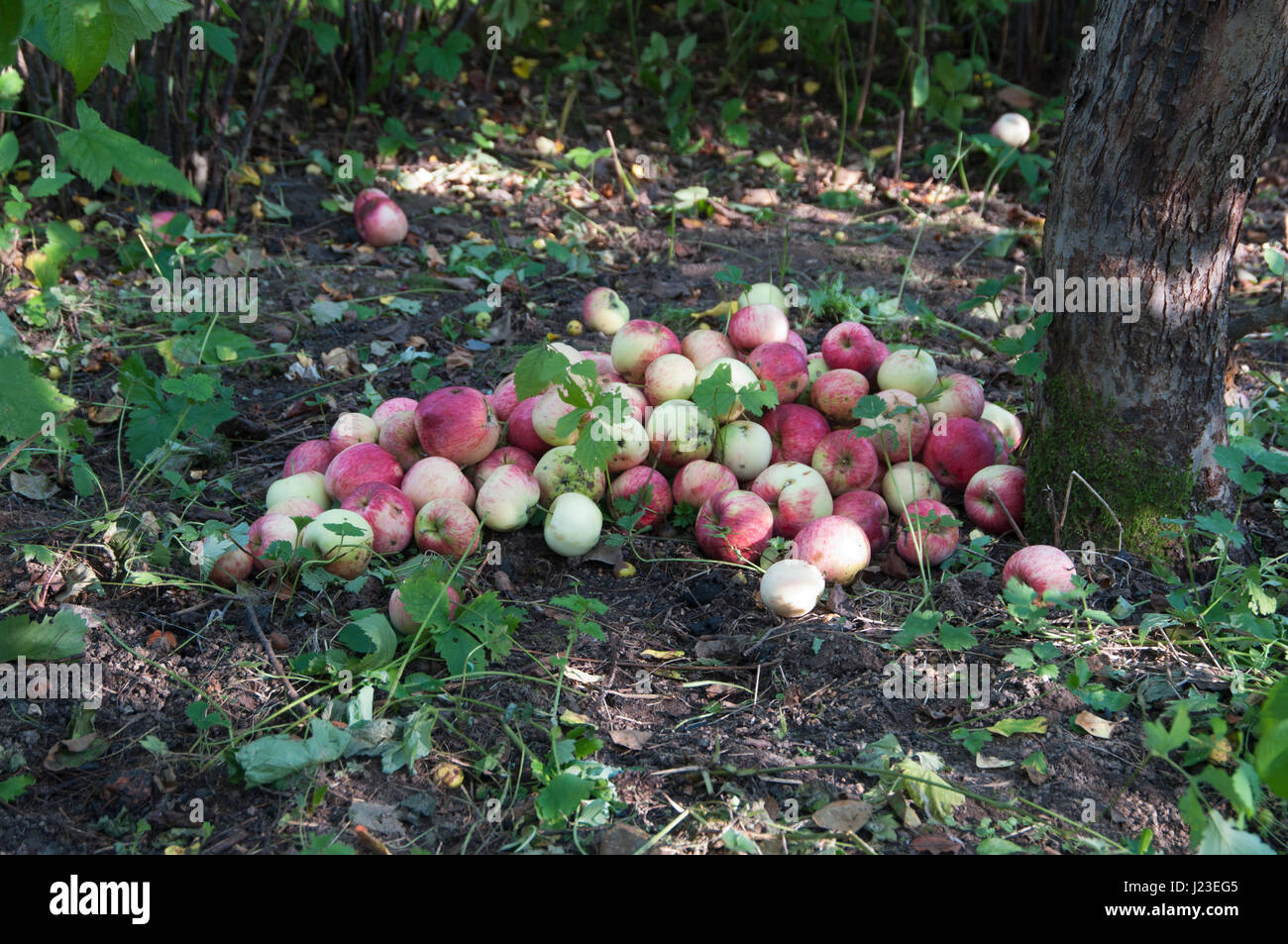 Rotten apple under tree hi-res stock photography and images - Alamy