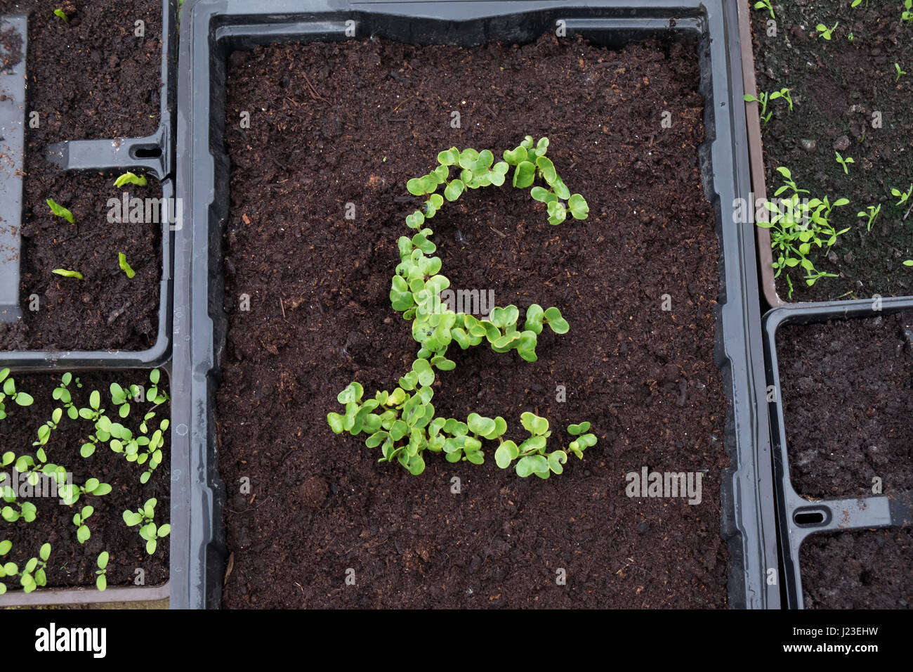 British pound symbol growing as seedlings, the sterling symbol growing ...