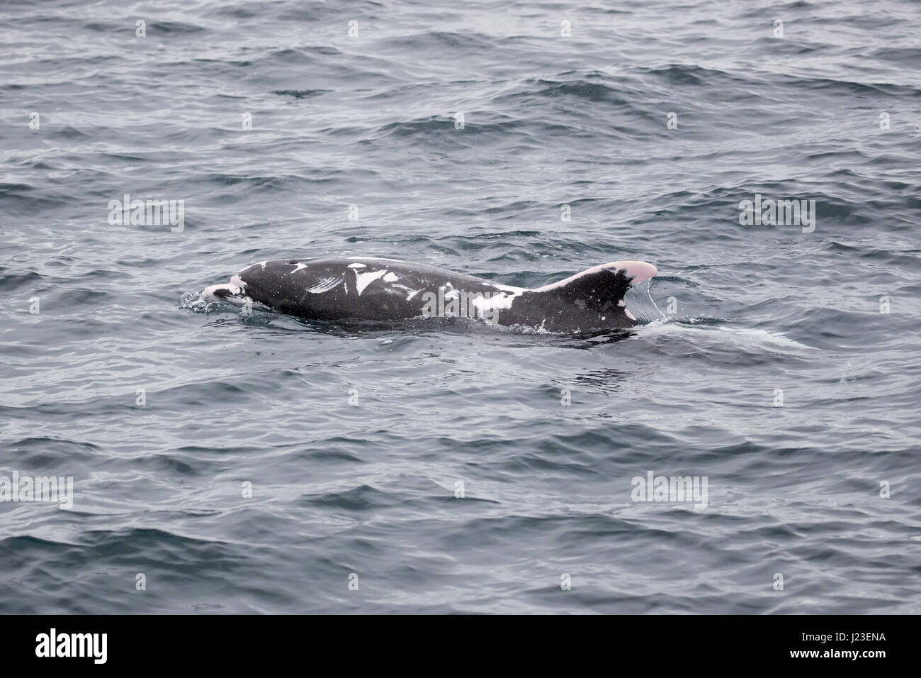 ADORABLE images show rare part-albino dolphin affectionately called ...