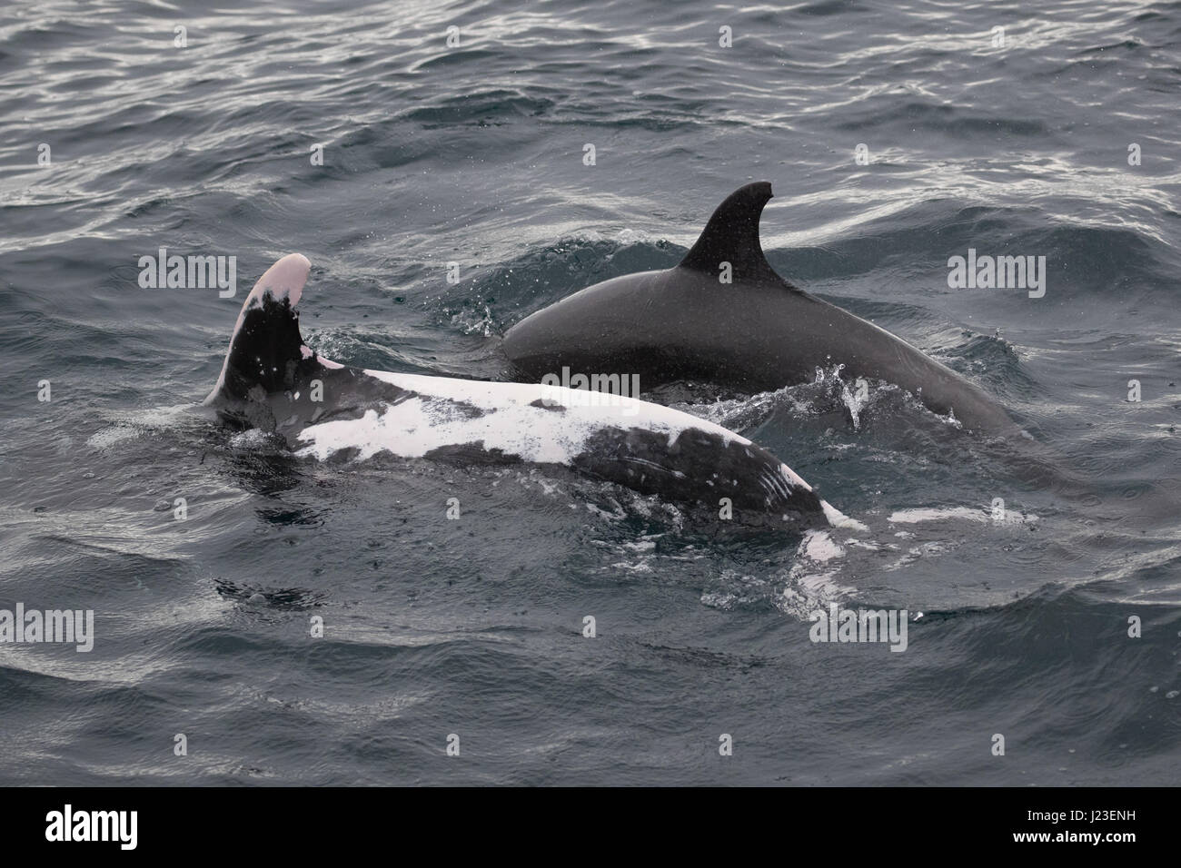 ADORABLE images show rare part-albino dolphin affectionately called ...