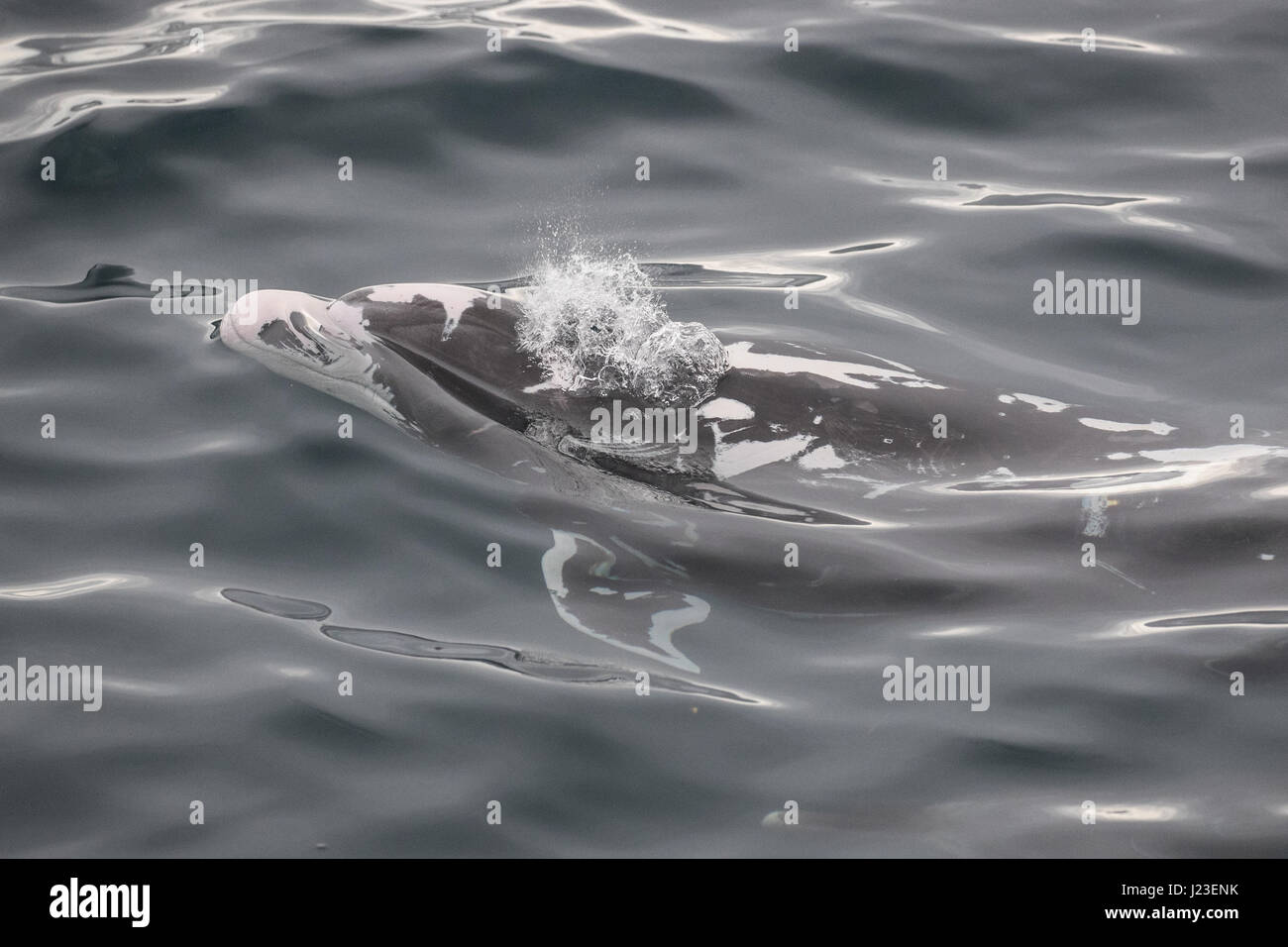 ADORABLE images show rare part-albino dolphin affectionately called ...