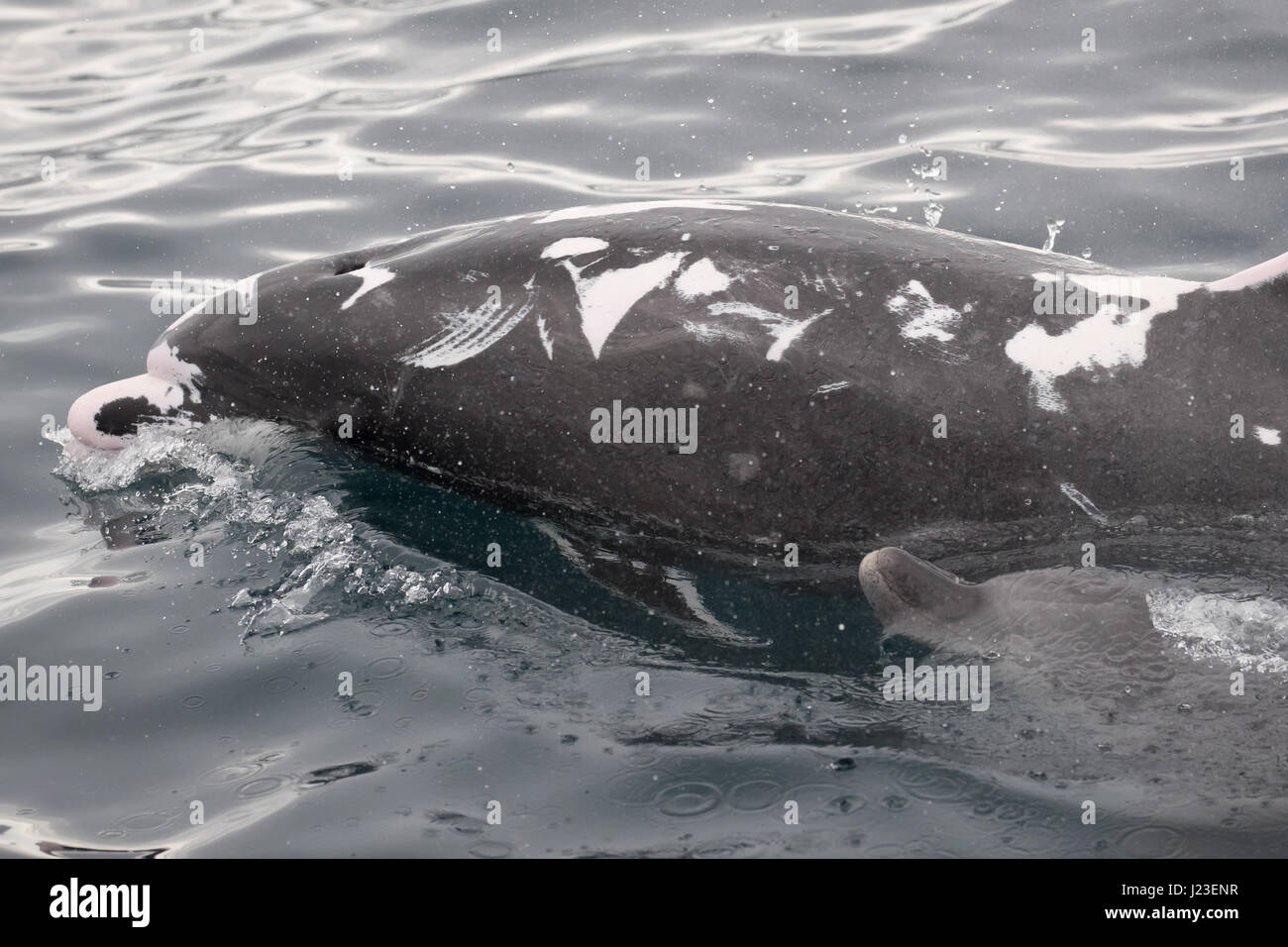 ADORABLE images show rare part-albino dolphin affectionately called ...