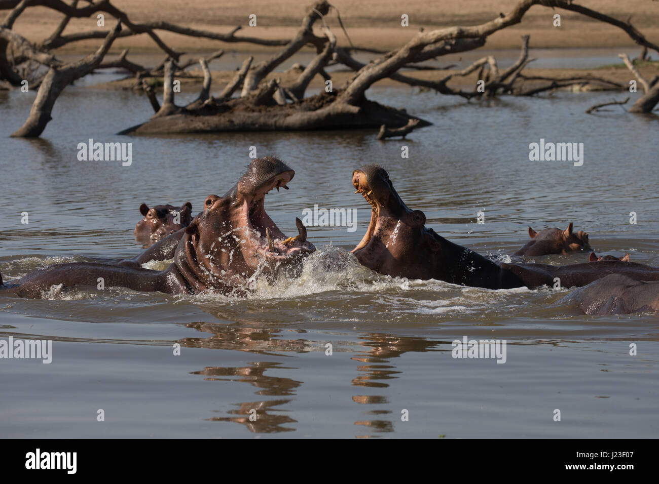 TWO huge hippos have been snapped fighting each other over water and ...