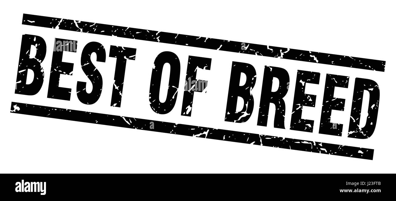 square grunge black best of breed stamp Stock Vector Image & Art - Alamy