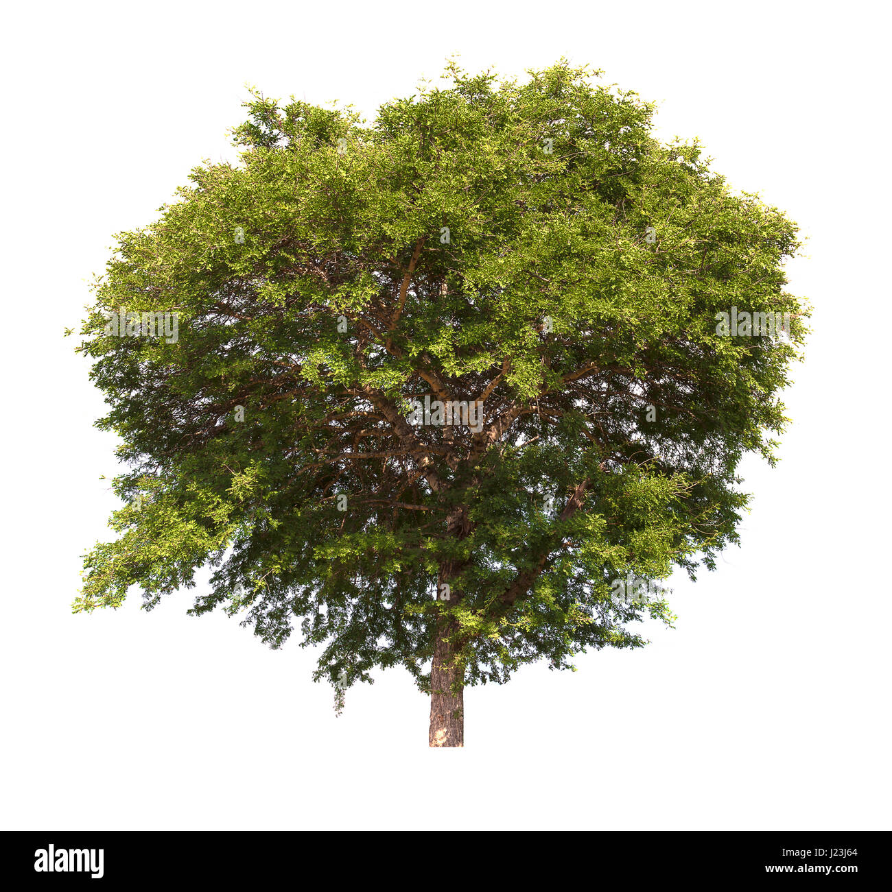 tree on white background Stock Photo - Alamy
