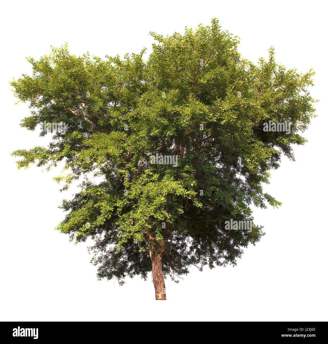 tree on white background Stock Photo - Alamy