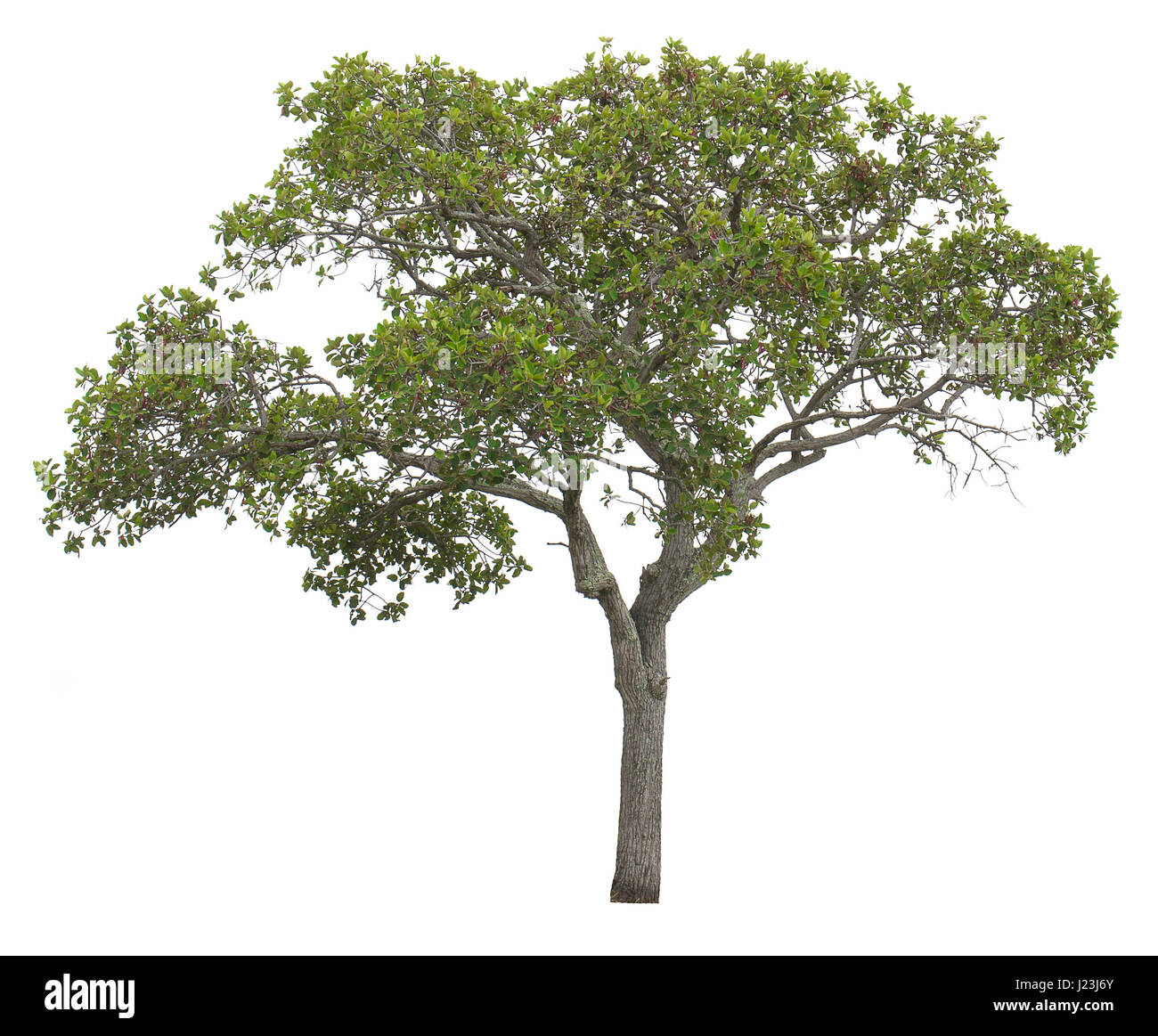 tree on white background Stock Photo - Alamy