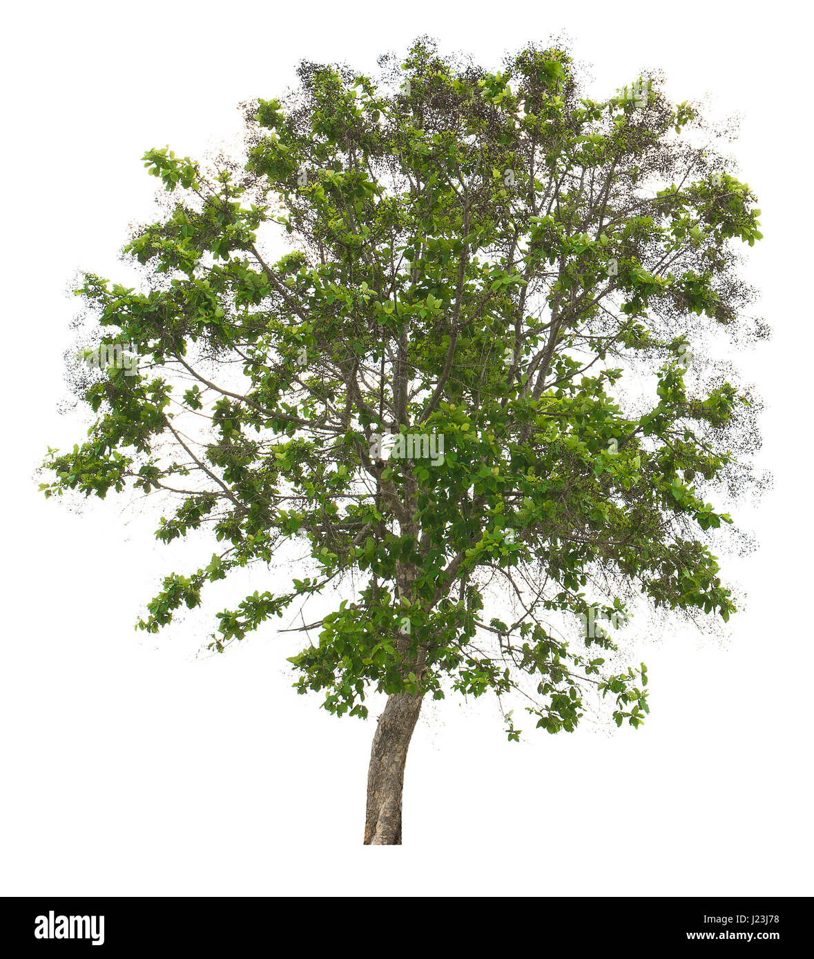 tree on white background Stock Photo - Alamy