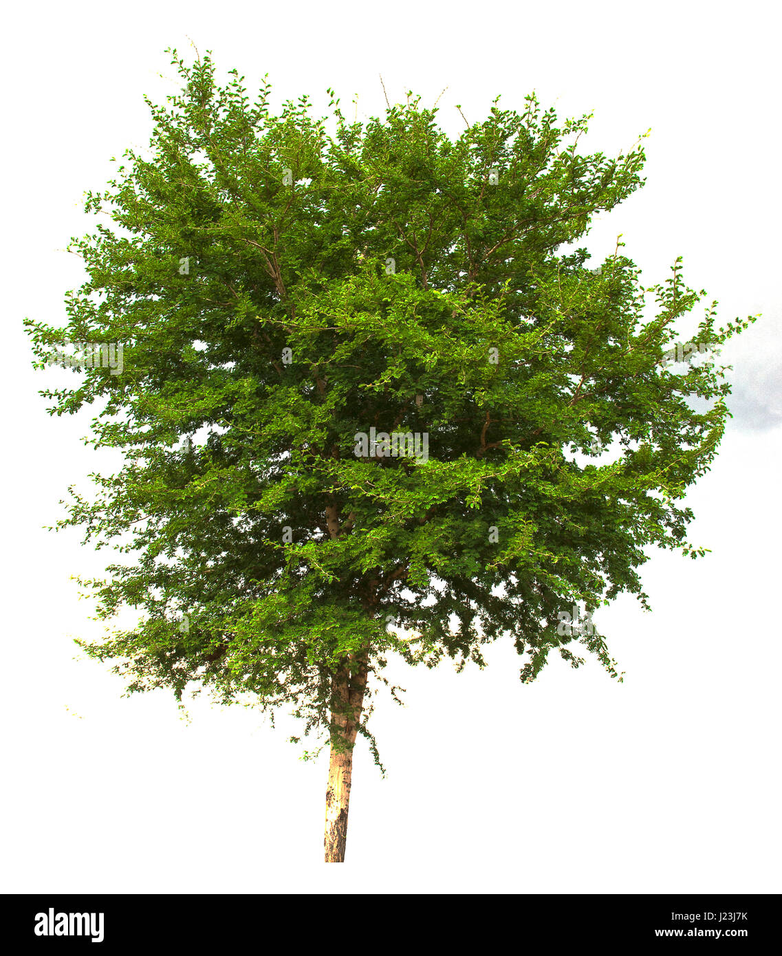 tree on white background Stock Photo - Alamy