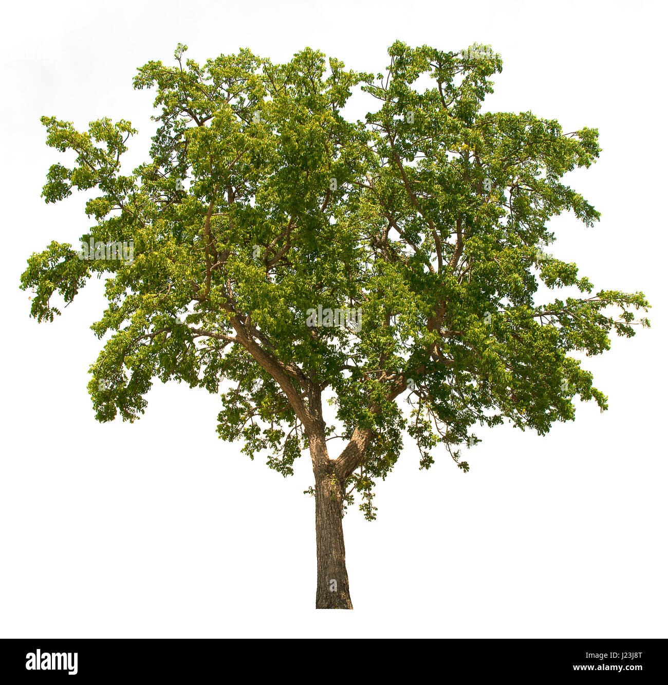 tree on white background Stock Photo - Alamy