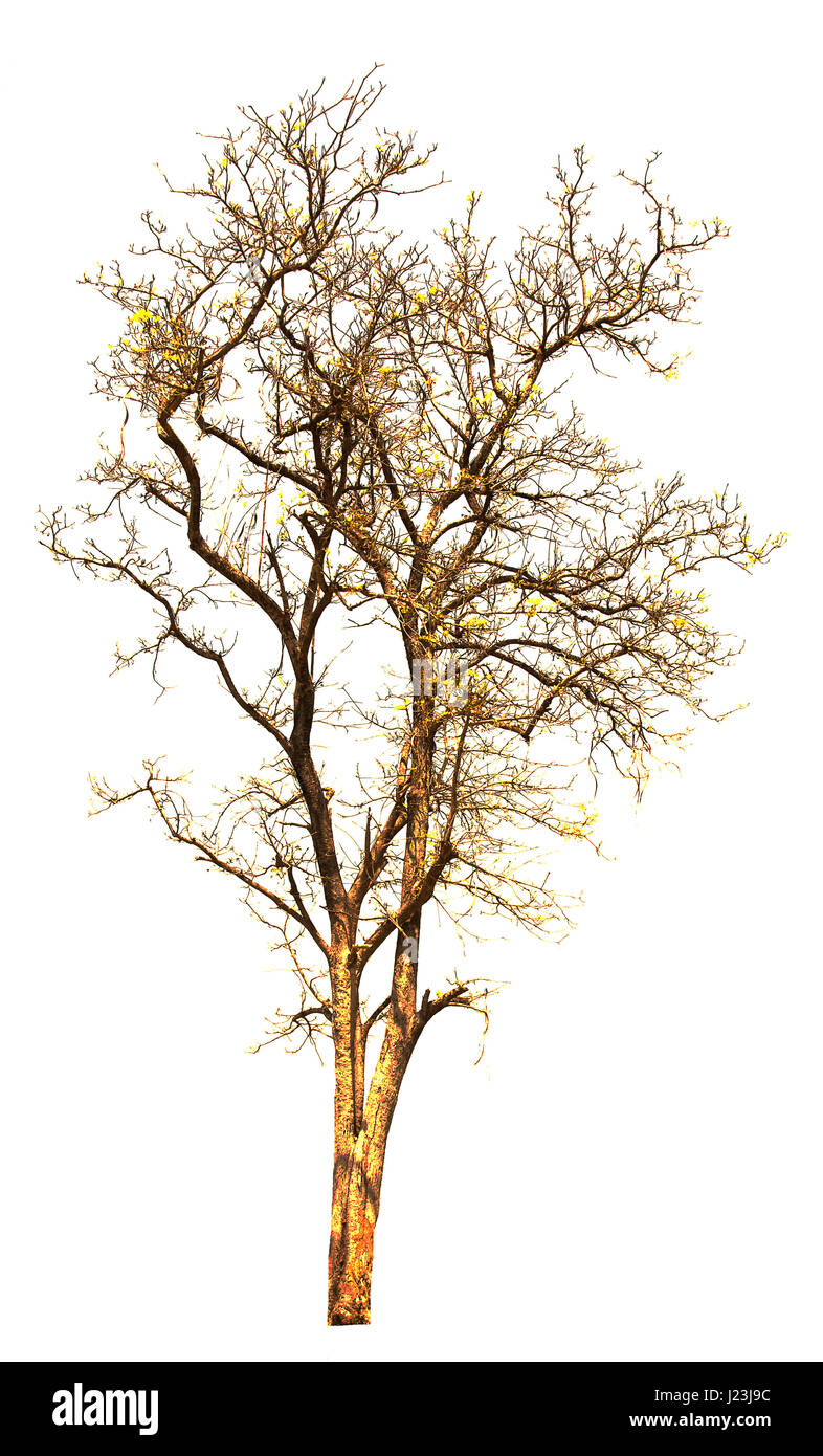 tree on white background Stock Photo - Alamy