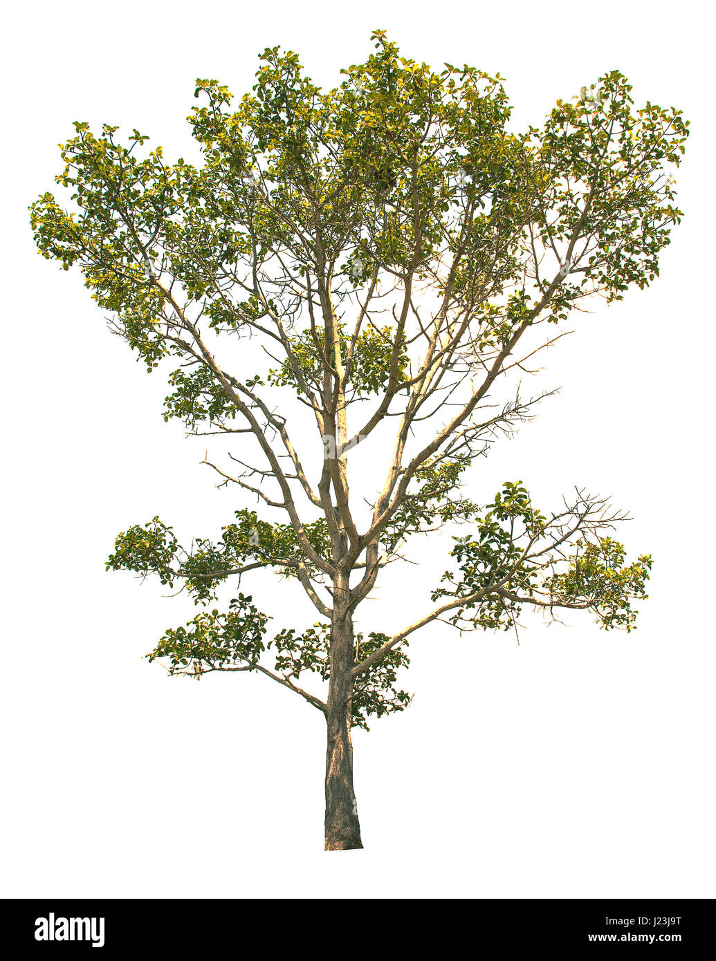 Garden scene tree trunk Cut Out Stock Images & Pictures - Alamy