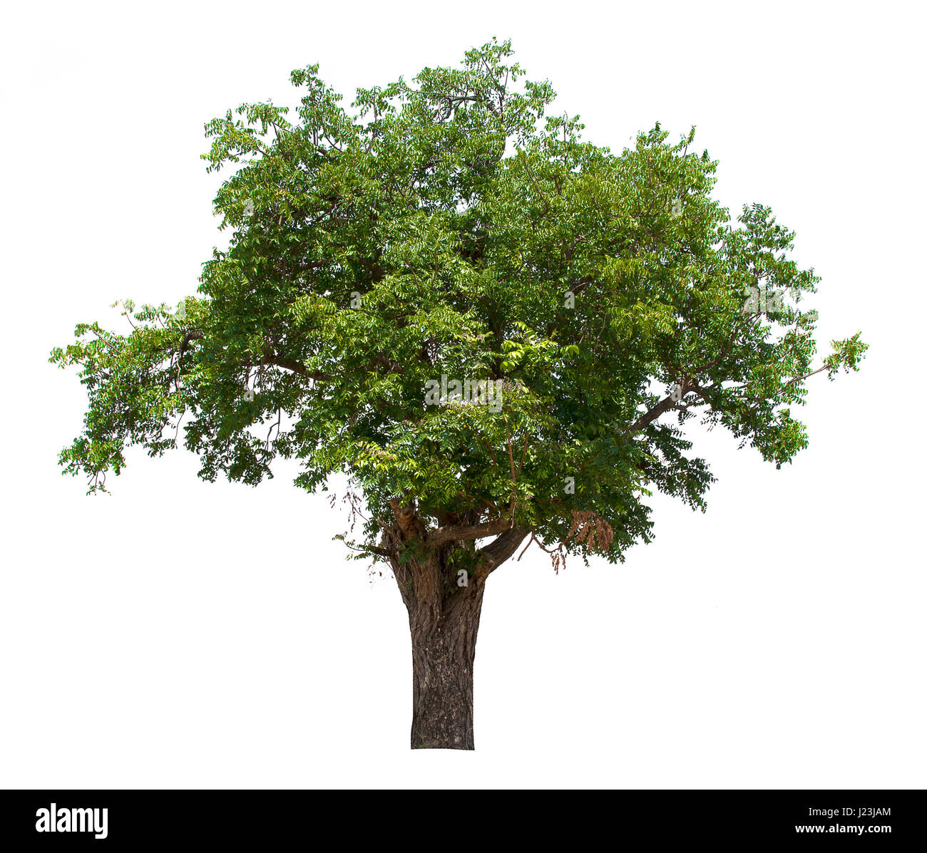 tree on white background Stock Photo - Alamy