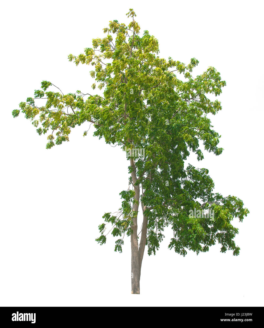 tree on white background Stock Photo - Alamy