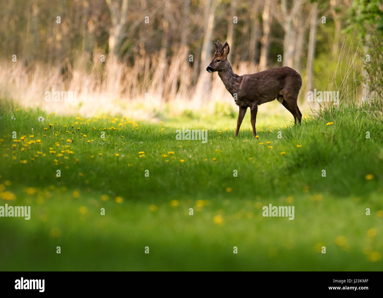 Roe Deer buck ( Capreolus capreolus) emerges onto woodland glade in ...