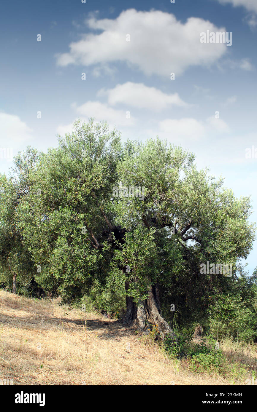 old olive tree Sithonia Greece Stock Photo - Alamy