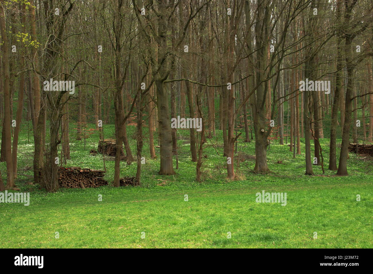 Wood in spring Stock Photo - Alamy