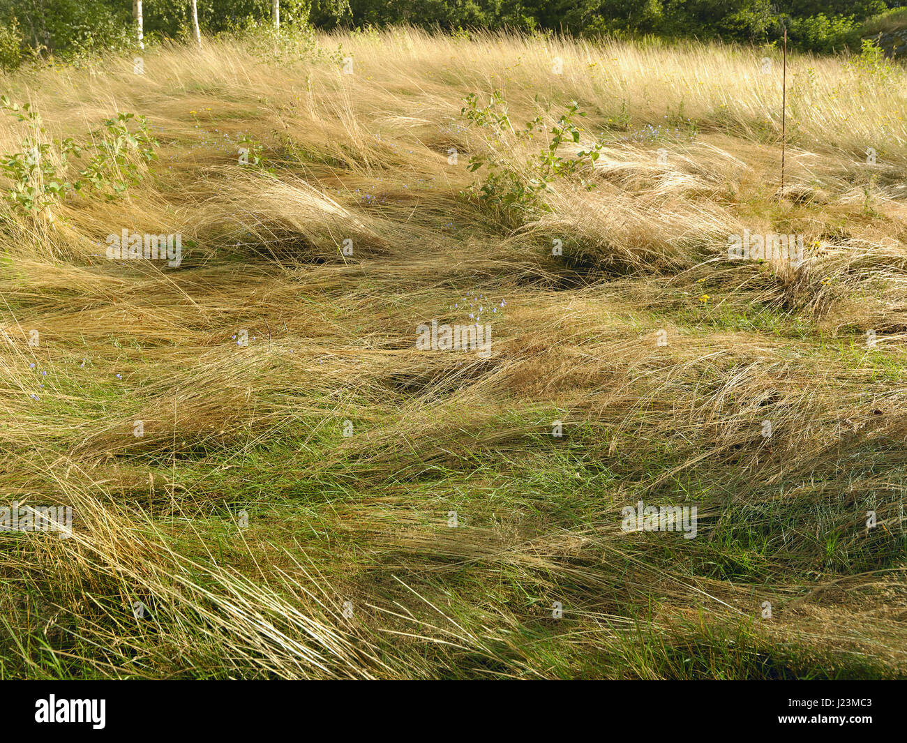 Close-up of lying long dry grass and small field flowers. Grassy ...