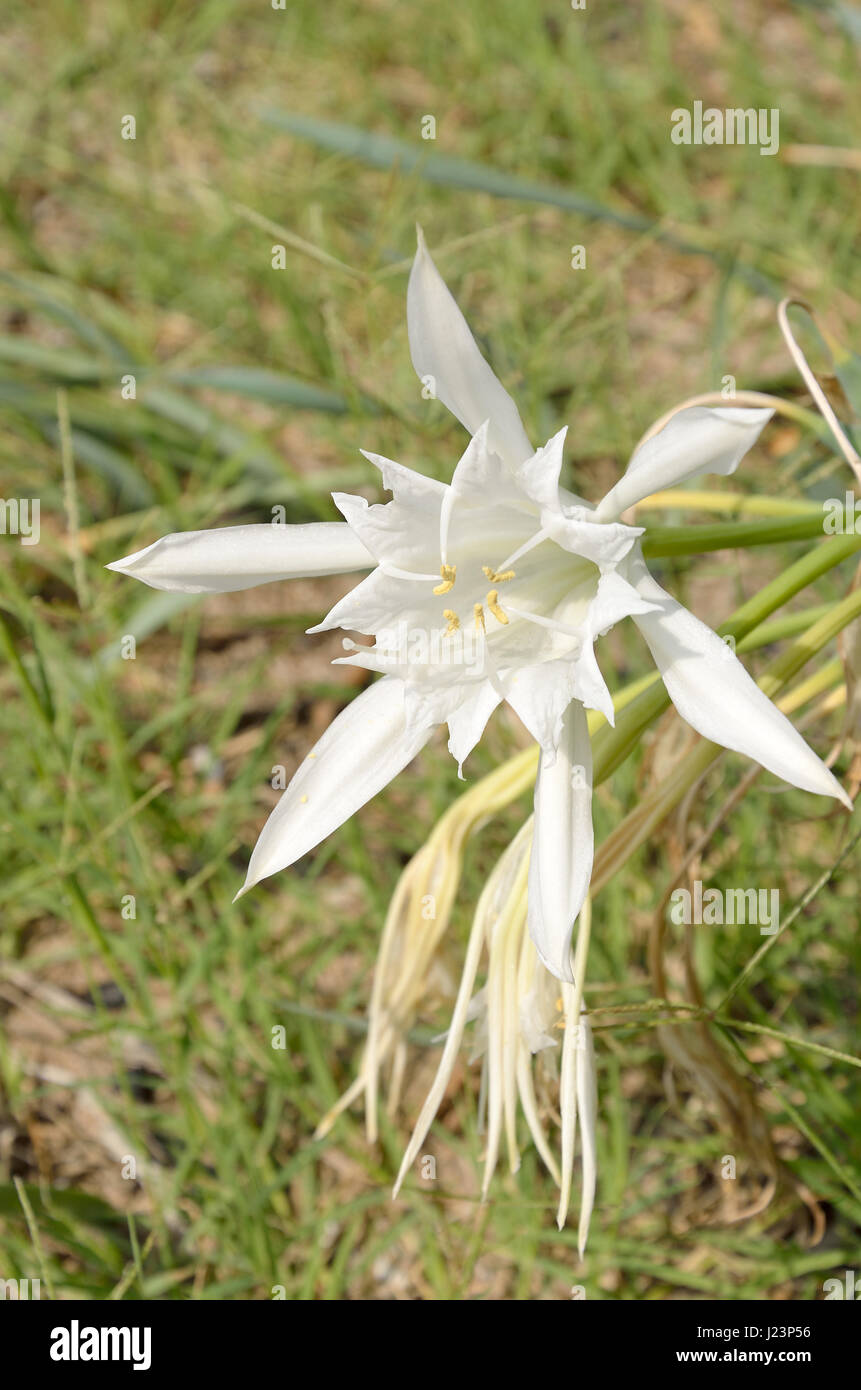 Sand lily hi-res stock photography and images - Alamy