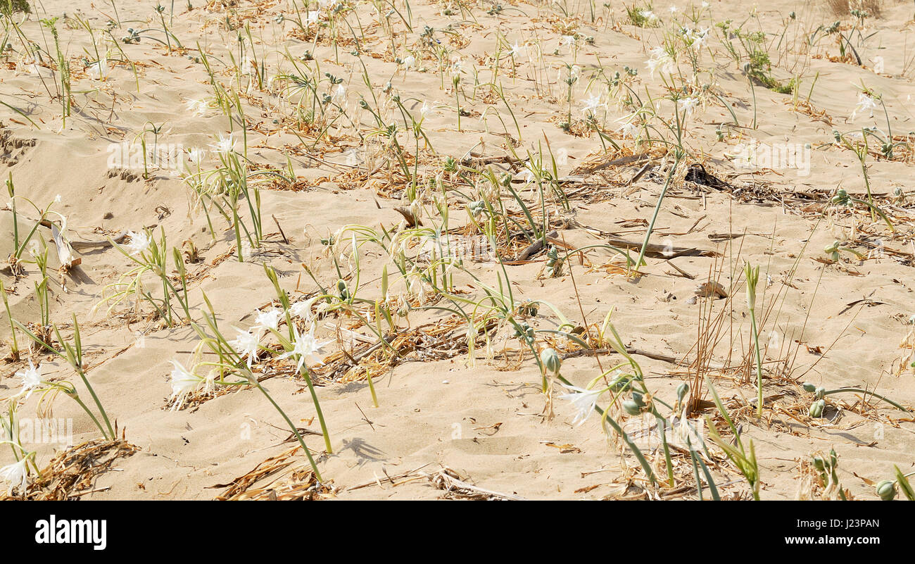 Beach landscape with sea daffodil known as sand lily Stock Photo - Alamy