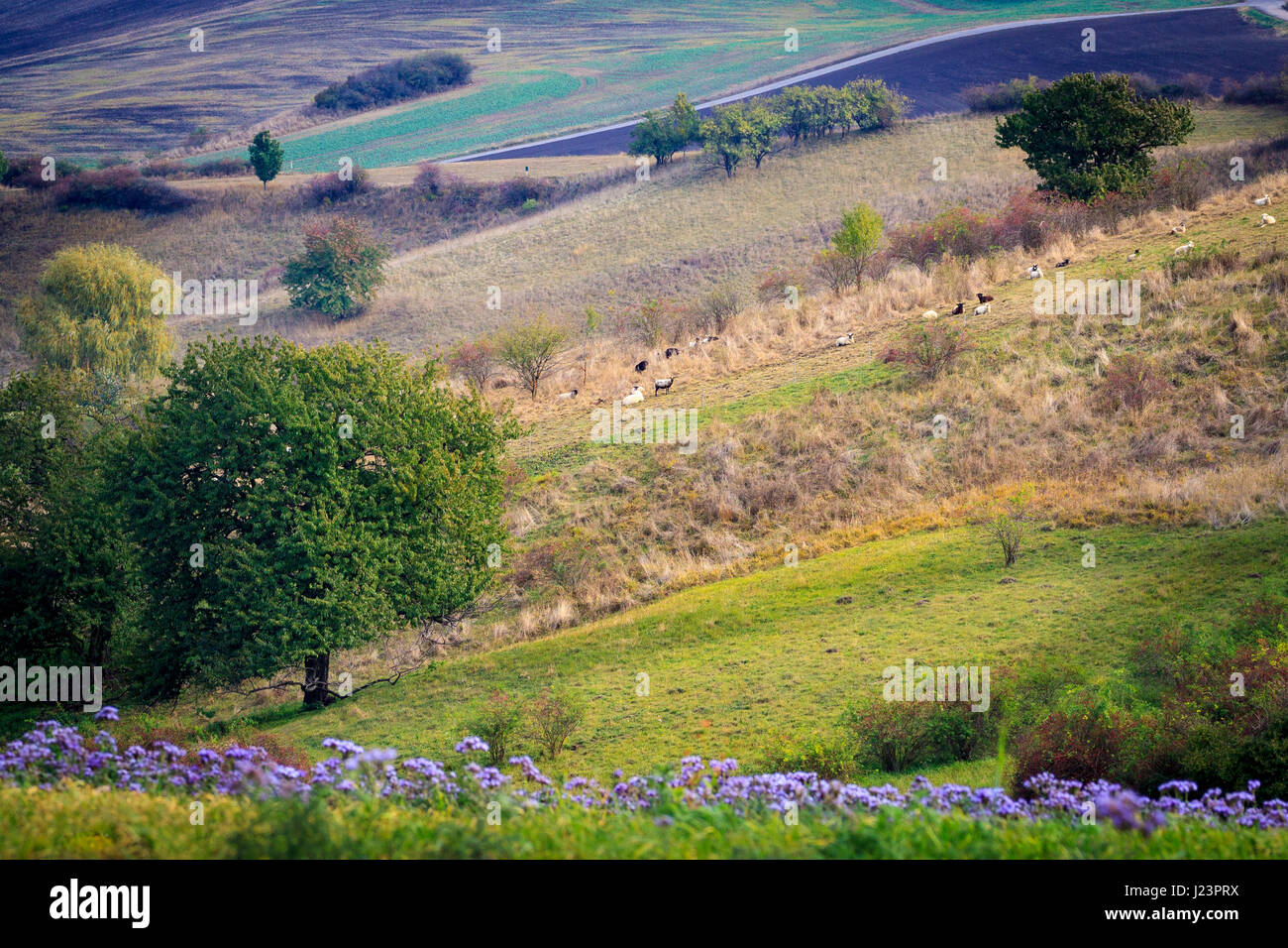 South Moravia Czech Flower Stock Photos & South Moravia Czech Flower ...