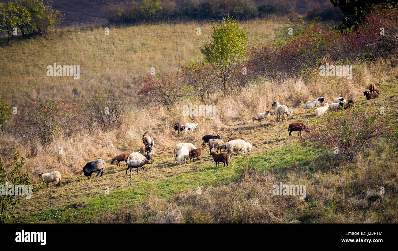 Black and white goats and sheeps na Moravian Fields in Czechia Stock ...