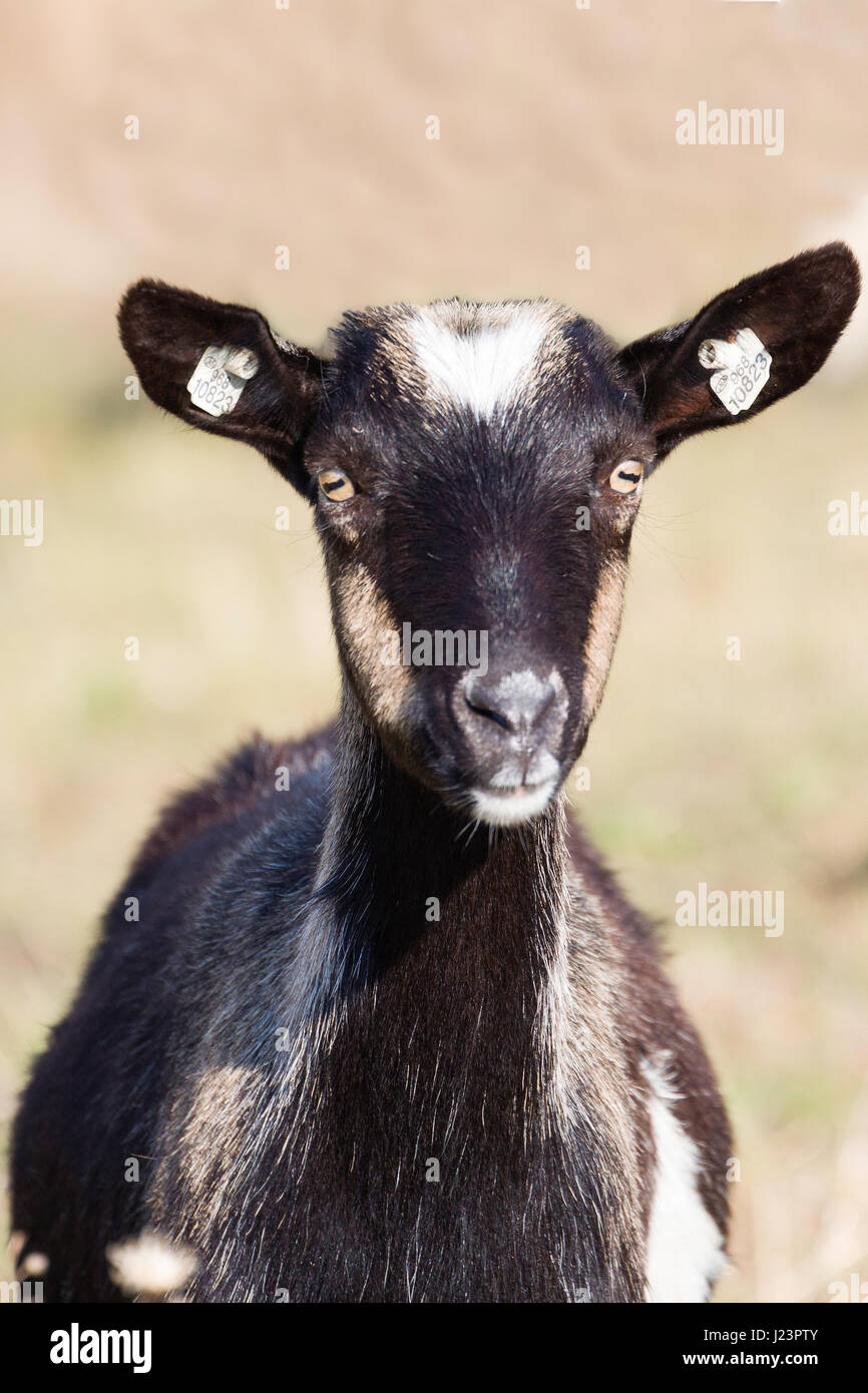 Portrait of a black goat without horns. Farm animal Stock Photo - Alamy