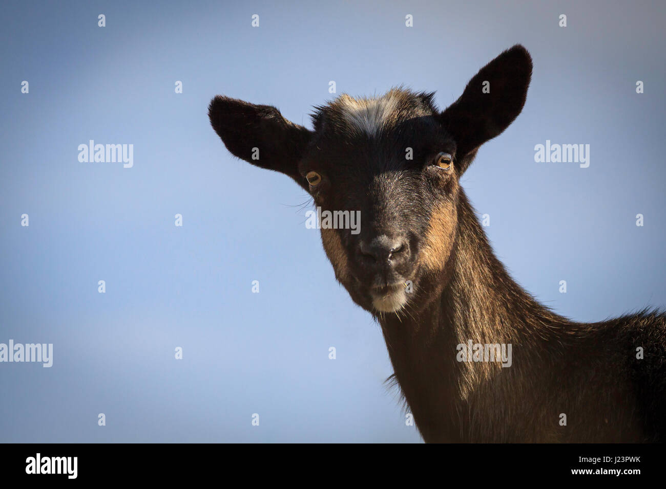 Portrait of a black goat without horns. Farm animal Stock Photo - Alamy