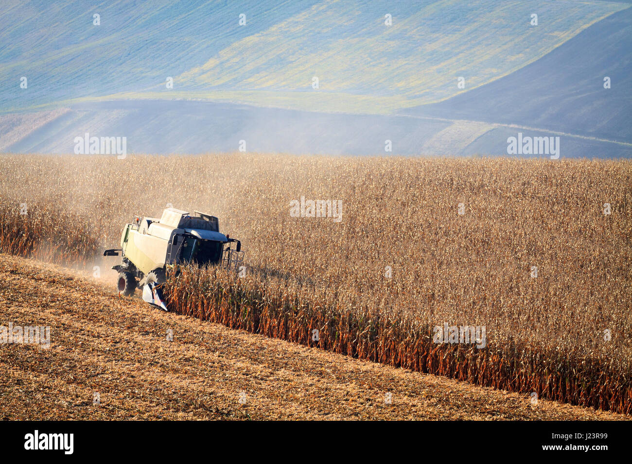 Harvester combine harvesting corn on summer day Stock Photo - Alamy