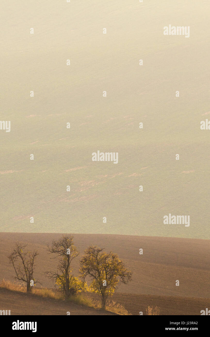 Three trees tuscany hi-res stock photography and images - Alamy