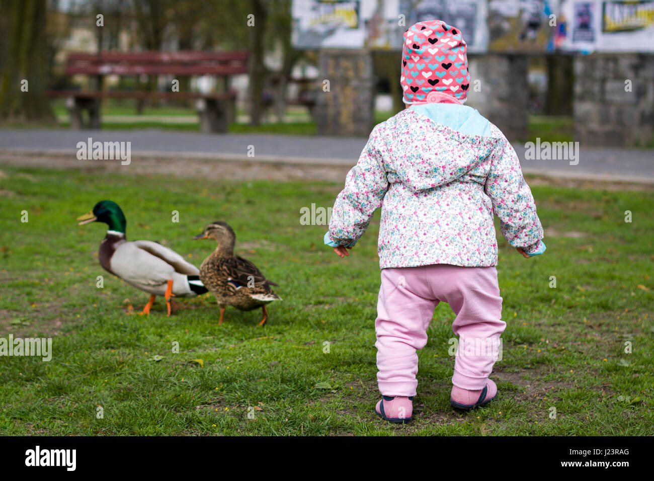 Chase ducks hi-res stock photography and images - Alamy