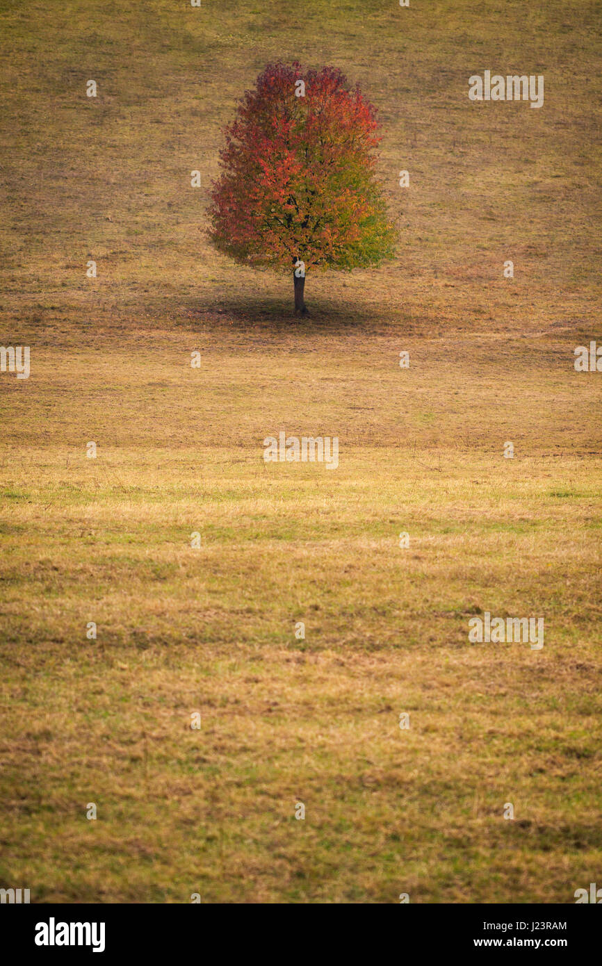 Lonely autumn tree hi-res stock photography and images - Alamy