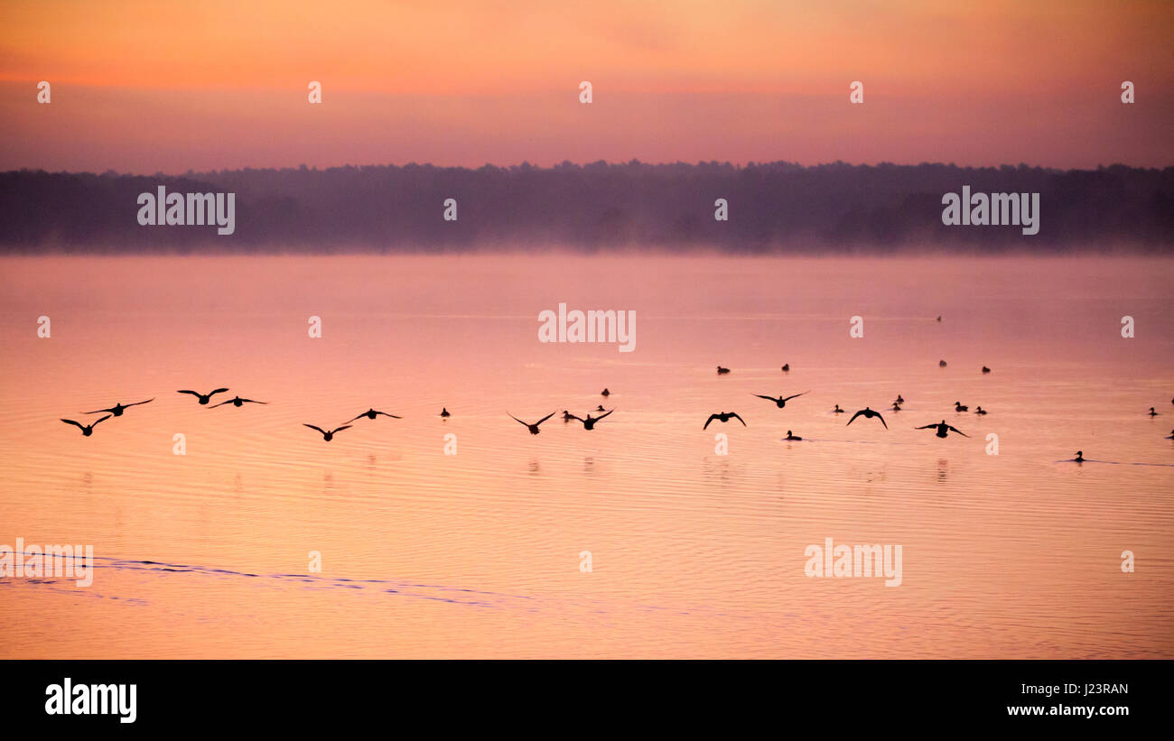 Flying birds lake in hi-res stock photography and images - Alamy